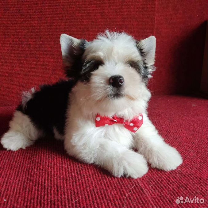 Джентльмен