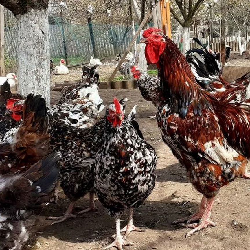 Инкубационное яйцо