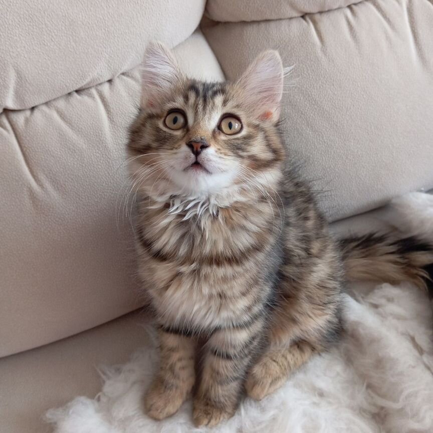 Сибирская кошечка