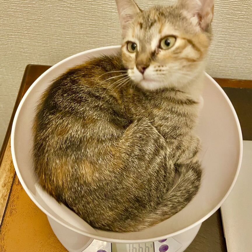 Трехцветная рыжая котенок девочка