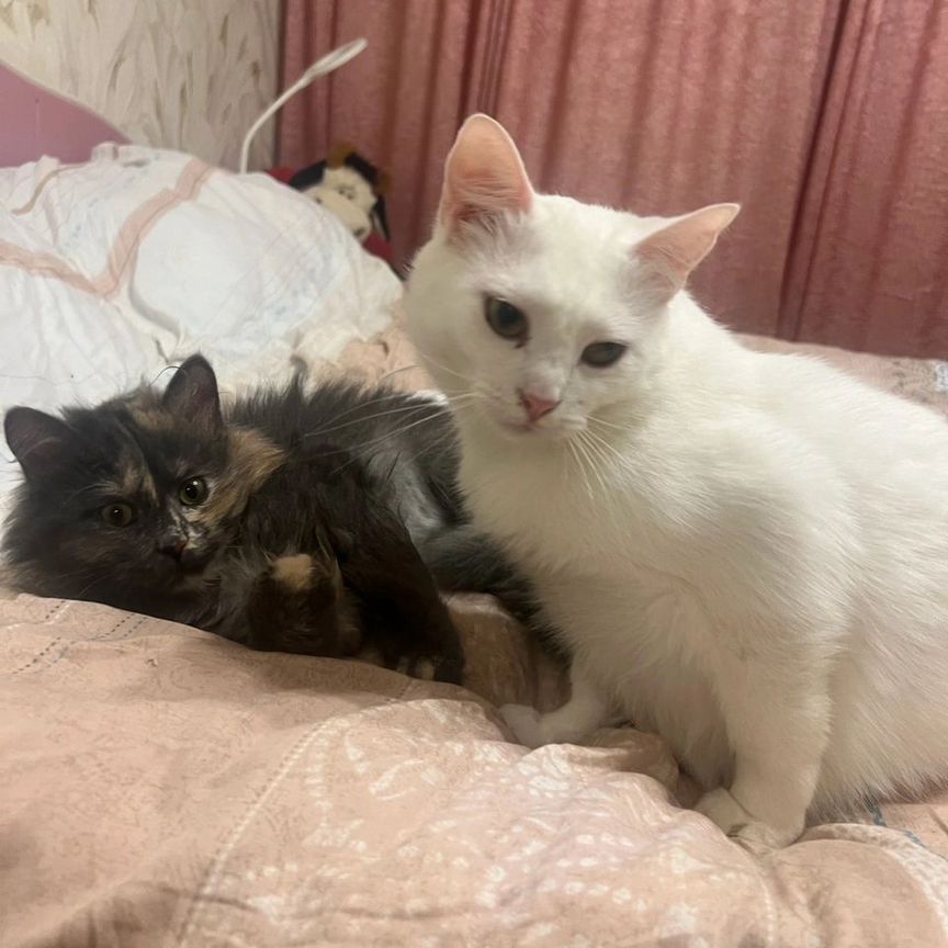 Кошки в добрые руки бесплатно