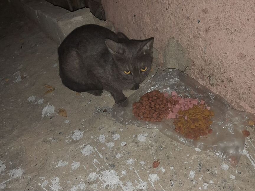 Кошка с котятами в подвале нужны ручки