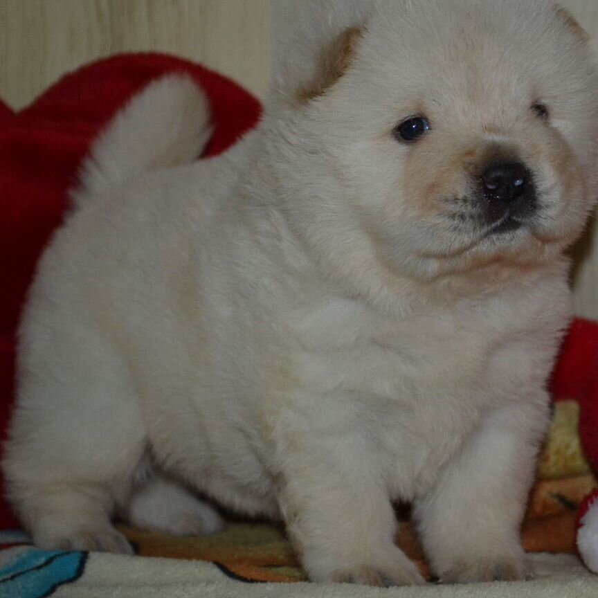 Щенки чау-чау