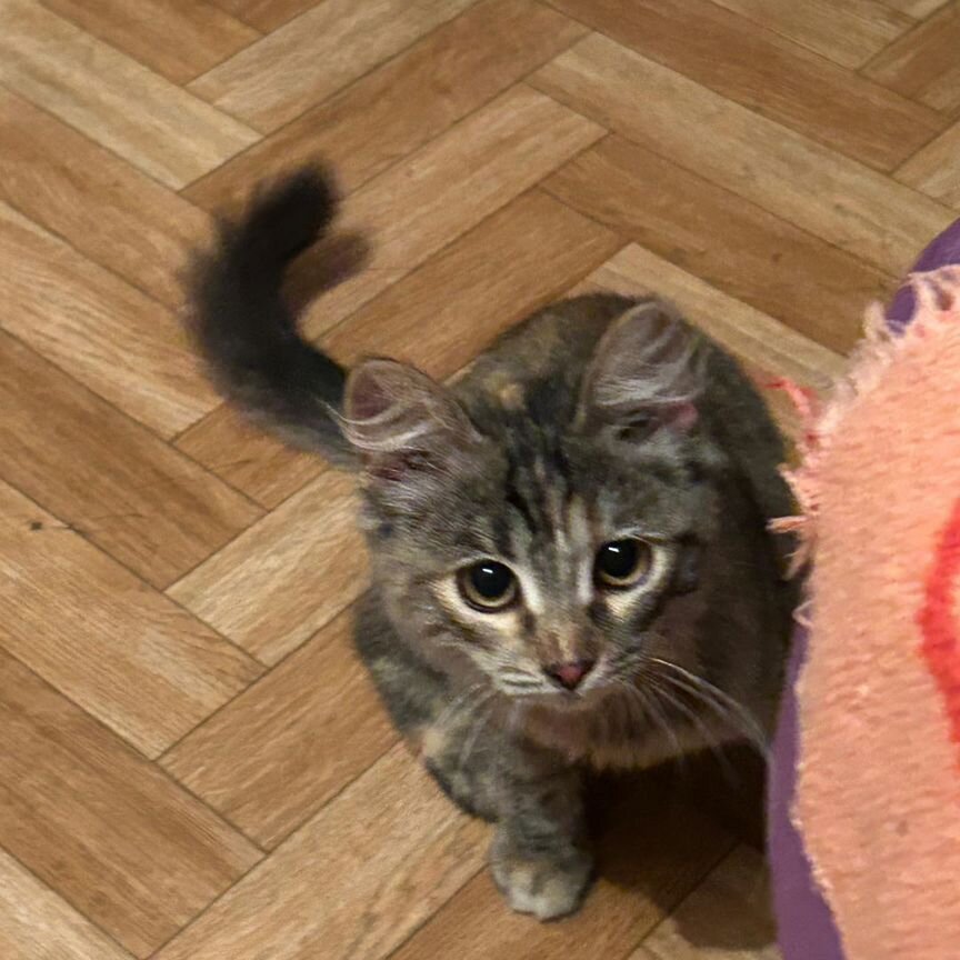 Метиска мейкуна