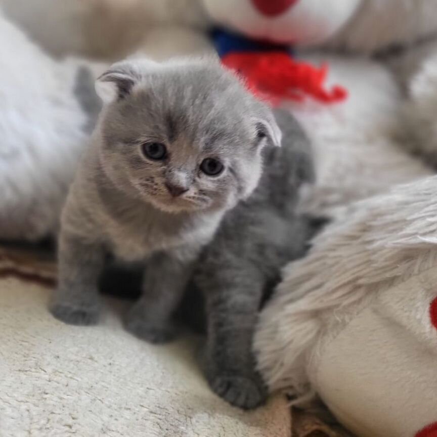 Шотландские вислоухие