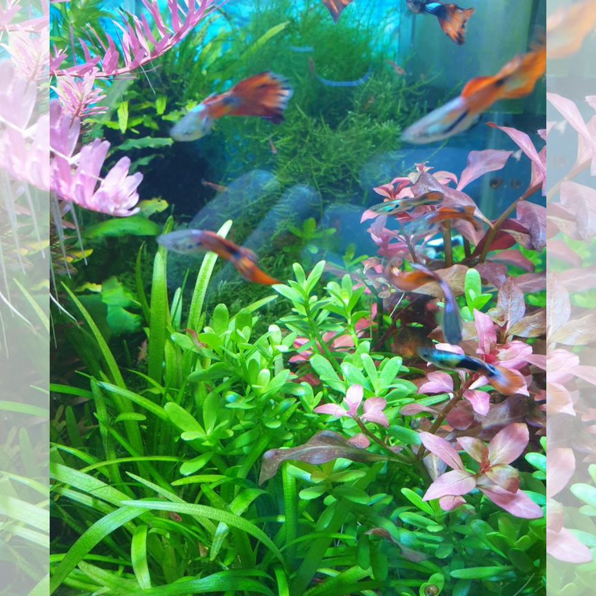 Аквариумные рыбки гуппи