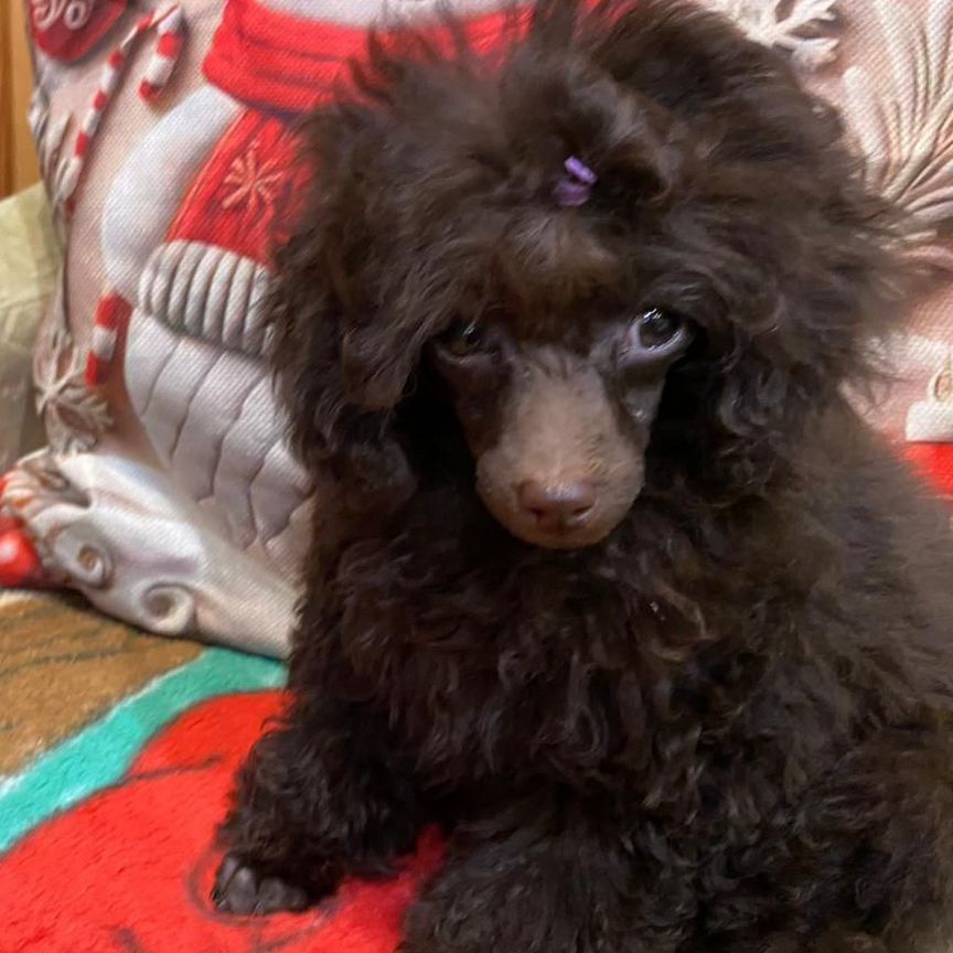 Той-пудель, щенок