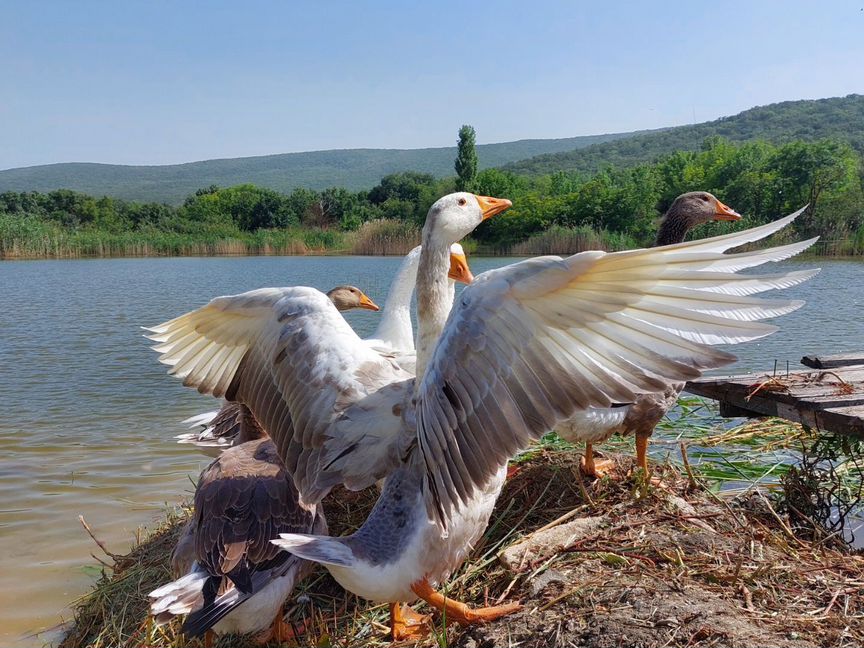 Гусиная семья