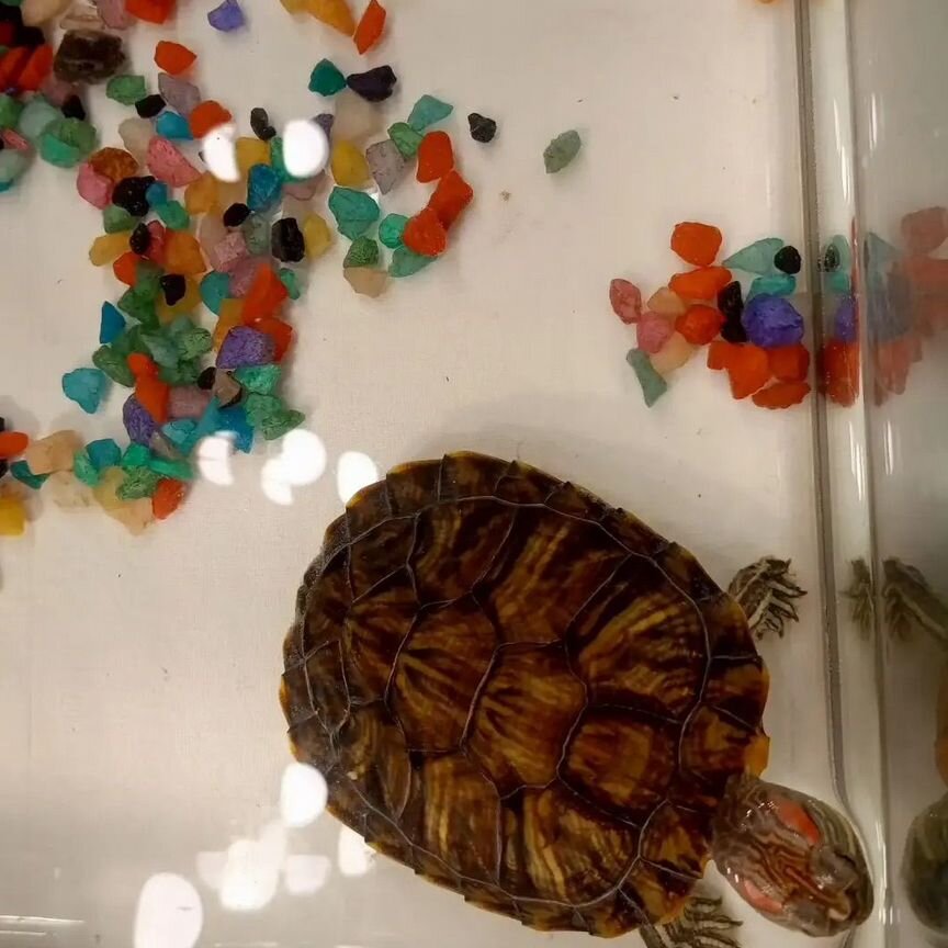 Террариум для черепахи 30 л