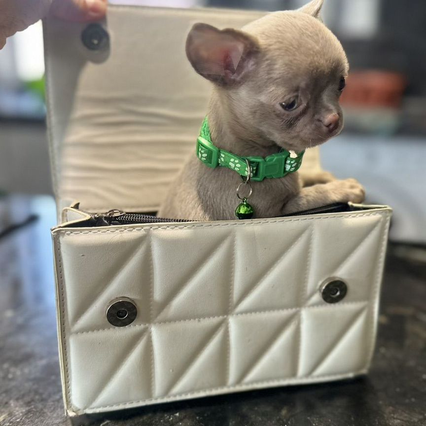 Чихуахуа, щенок