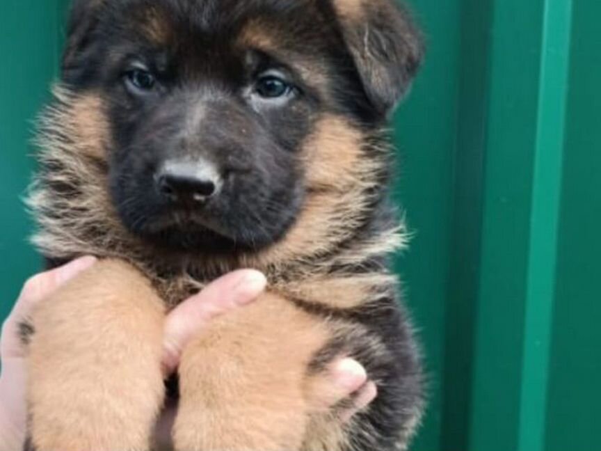 Продам щенка немецкой овчарки