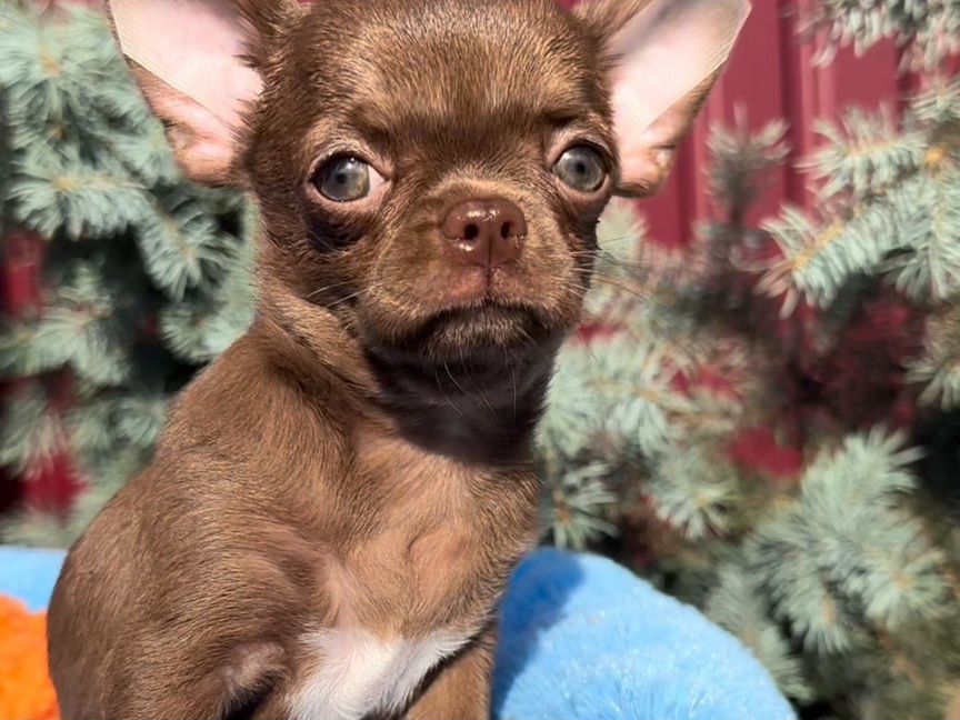 Курносик Несквик