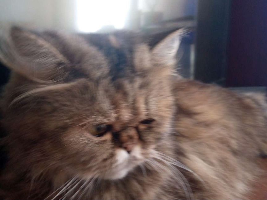 Персидская кошка