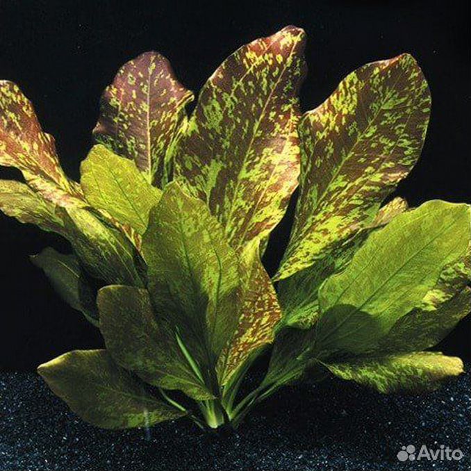 Эхинодорус Красное пламя (Echinodorus Red Flame)