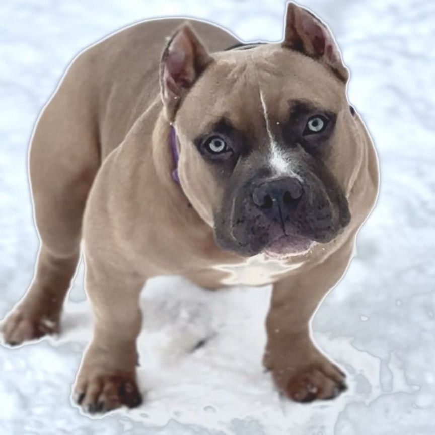 Американский булли, щенок