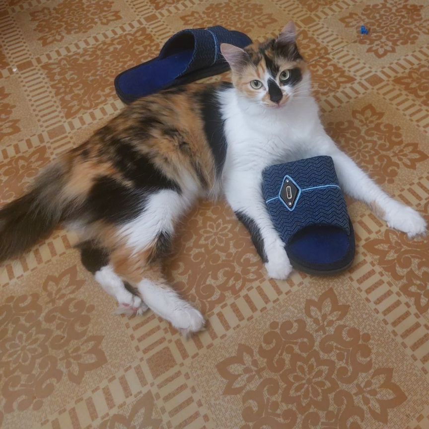 Отдам кошку в добрые руки с лотком