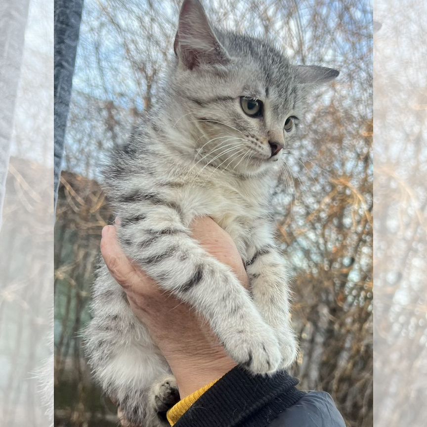 Котенок