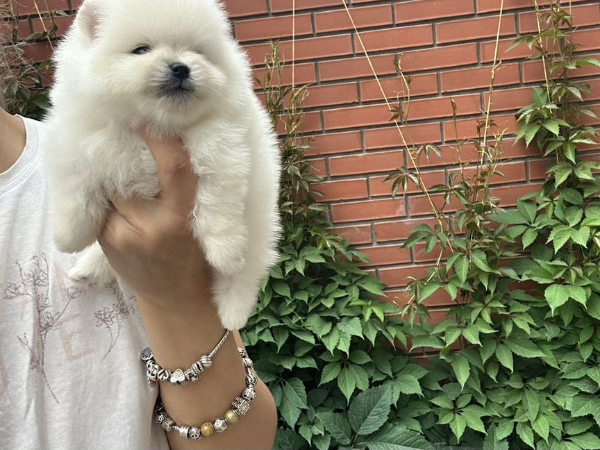 Шпицы mini и померанцы