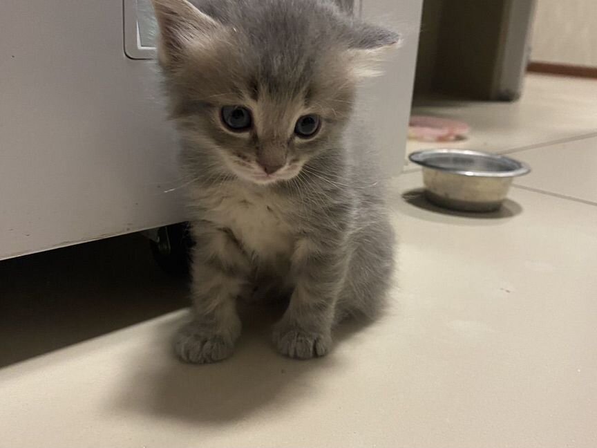 Отдам котят в добрые руки