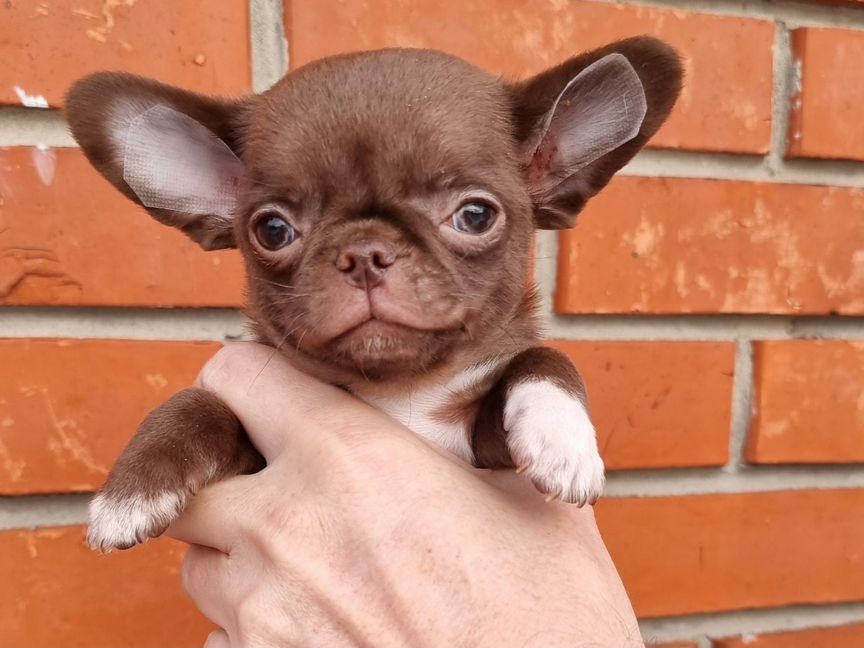 Шоколадный мальчик чихуа