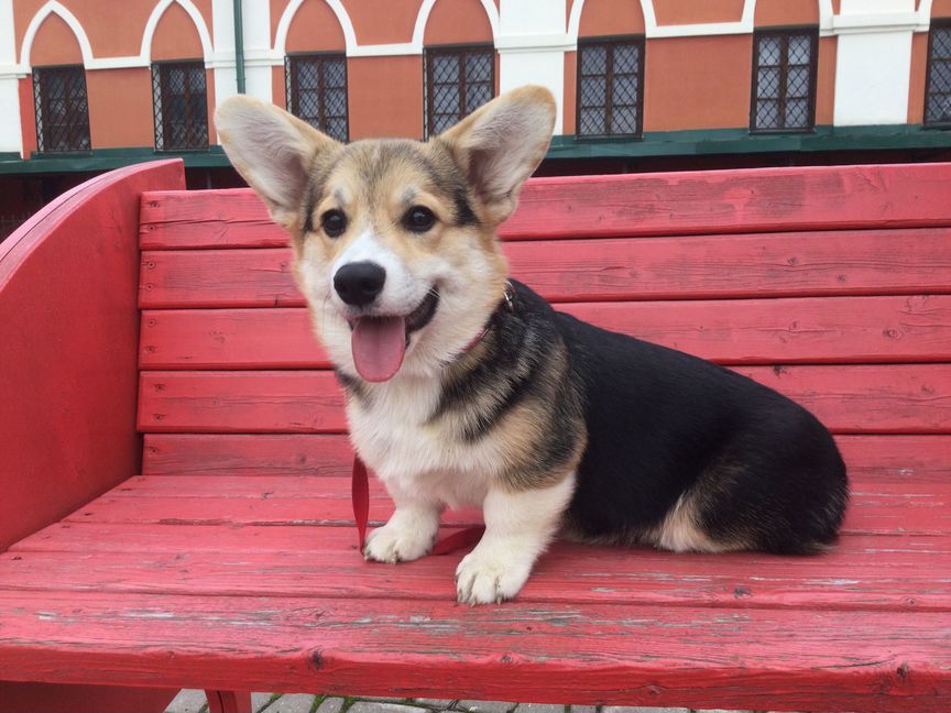 Шикарные коржики