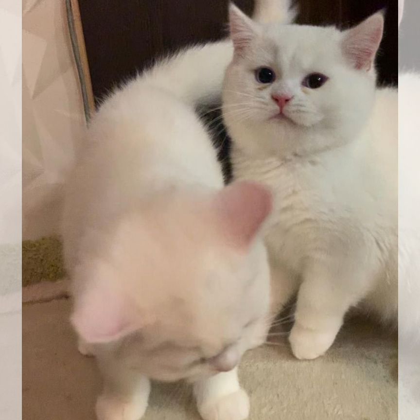 Британские белые котята