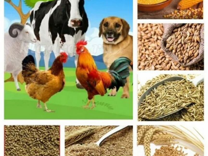Корма для сельскохозяйственных животных
