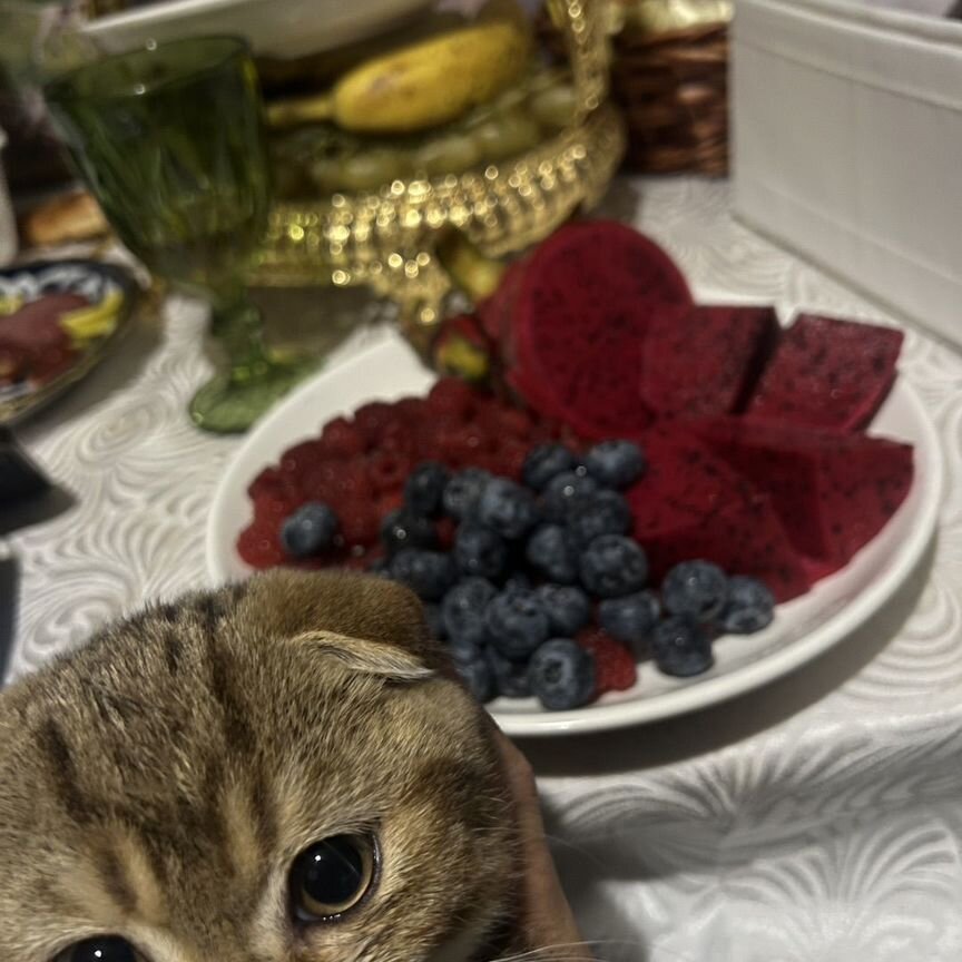 Вислоухие котята