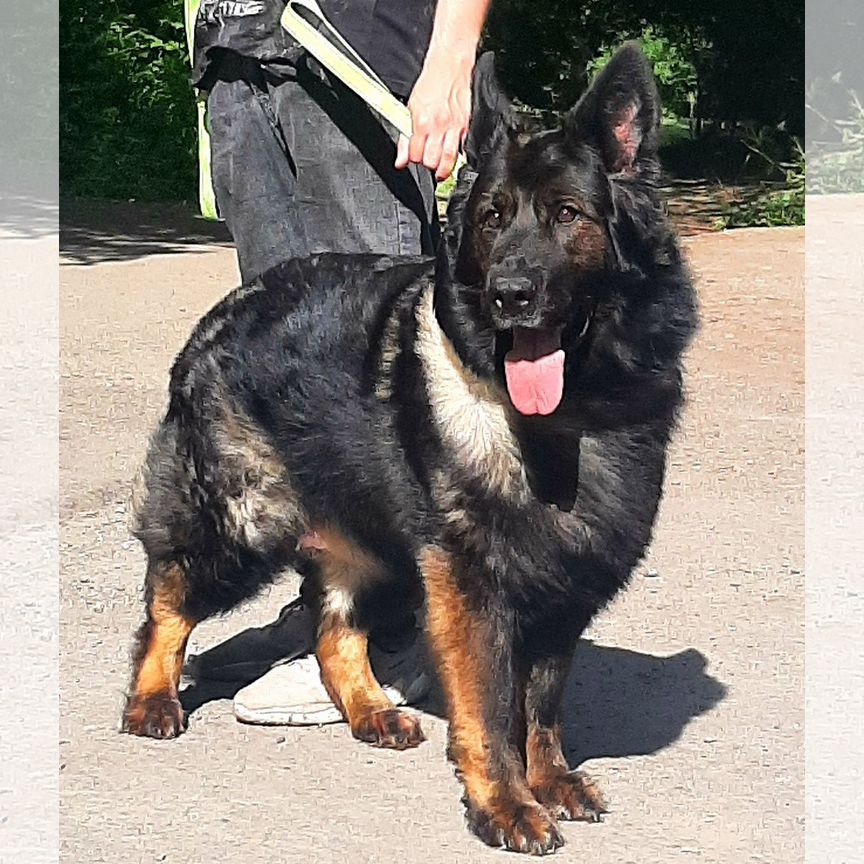 Немецкая овчарка, взрослая собака