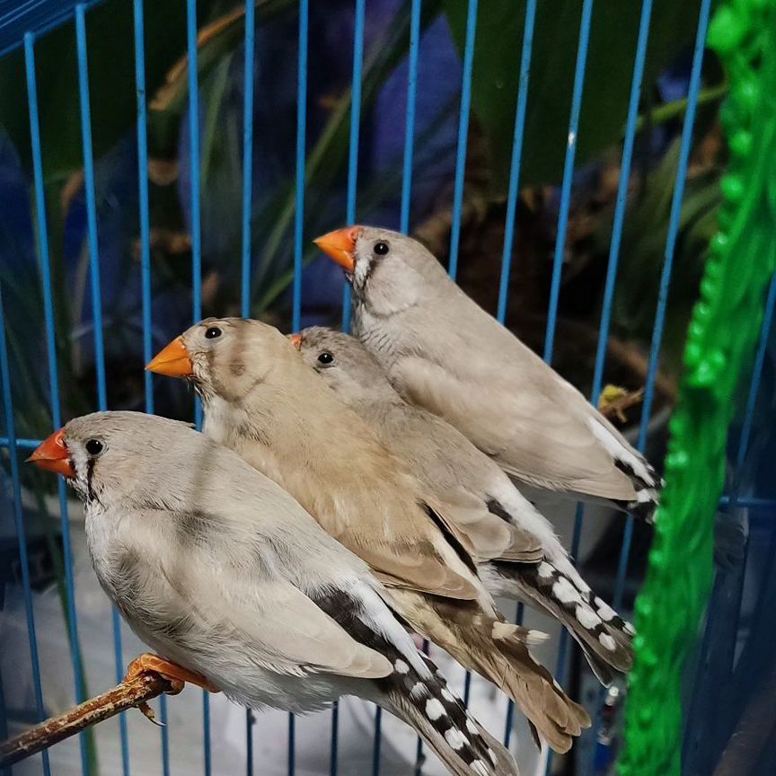 Бронь. Зебровые амадины