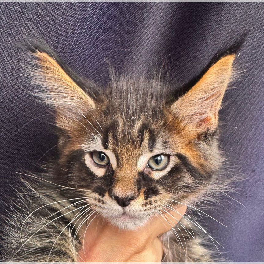 Мейн-кун котёнок