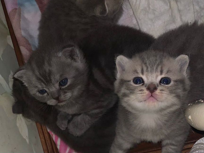 Шатланские вислоухие котята