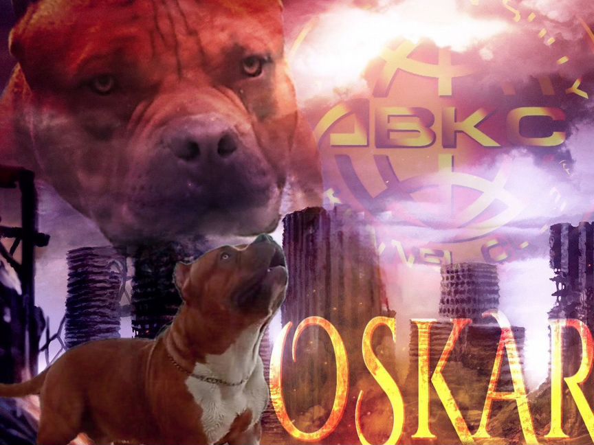 Крутой щенок американский булли