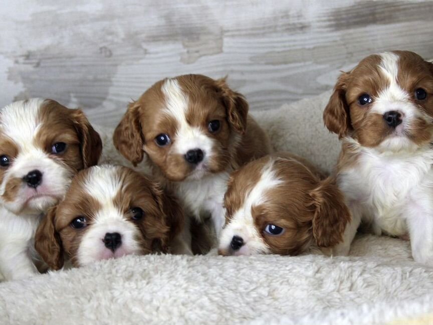 Кавалер кинг чарльз малыши