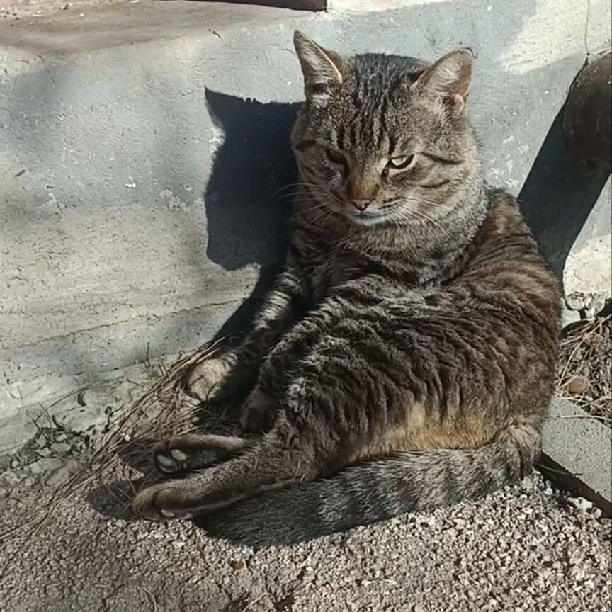 Ласковый котейка оказался на улице