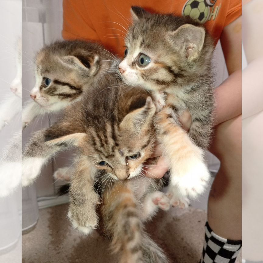 Шотландская