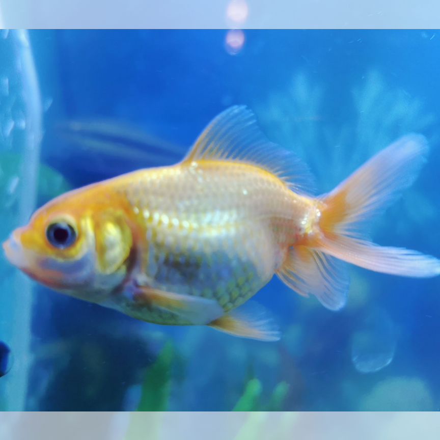 Золотая рыба