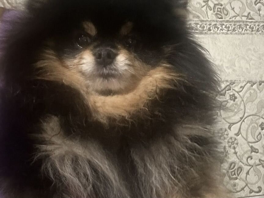Шпиц