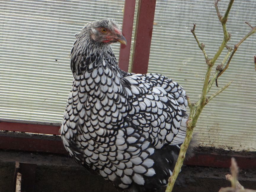 Виандот серебристый