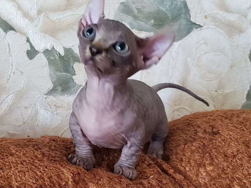 Двельф коротколапое чудо,доставка