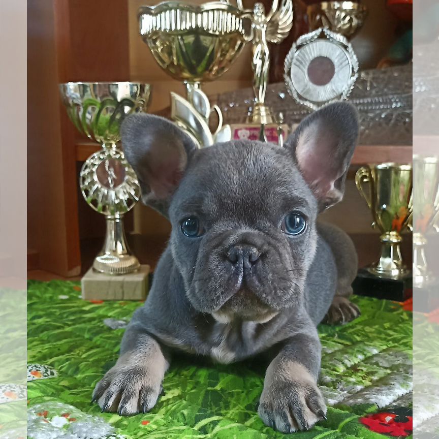 Французский бульдог