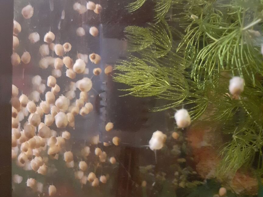 Улитка ампулярия