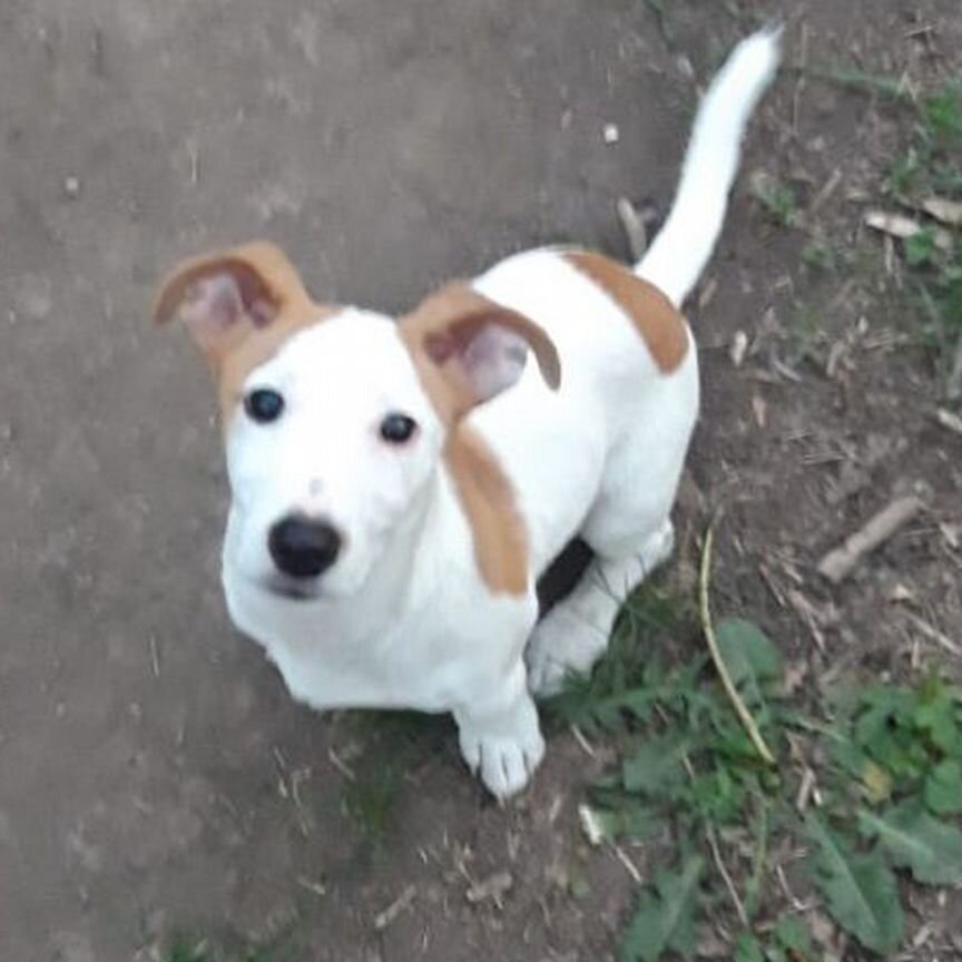 Джек рассел терьер