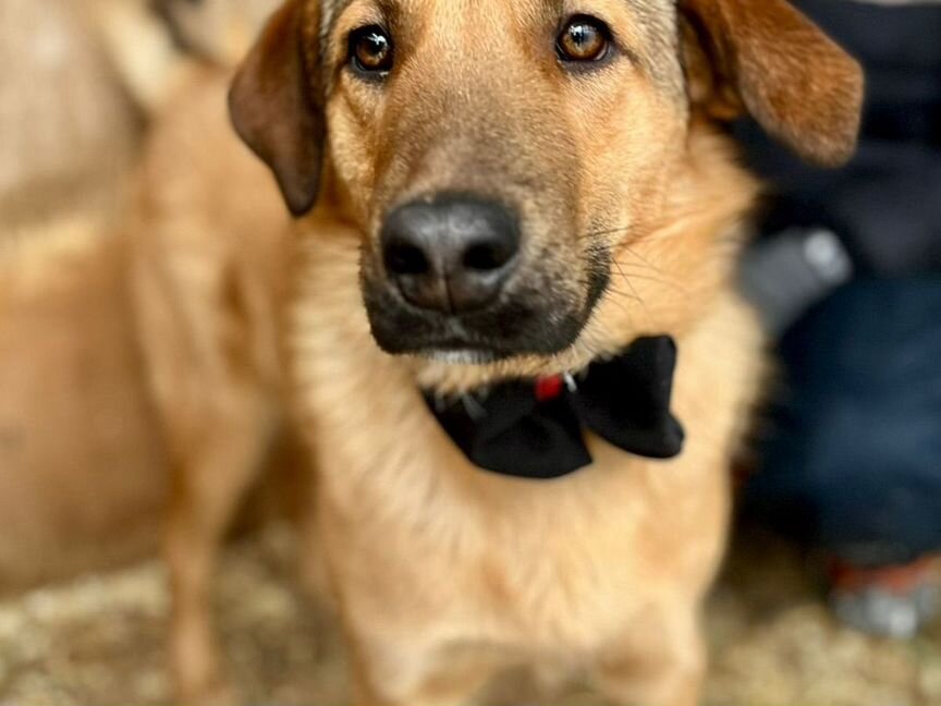 Молодой потеряшка оказался в приюте