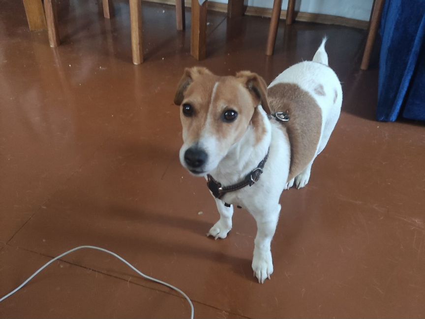 Джек Рассел терьер