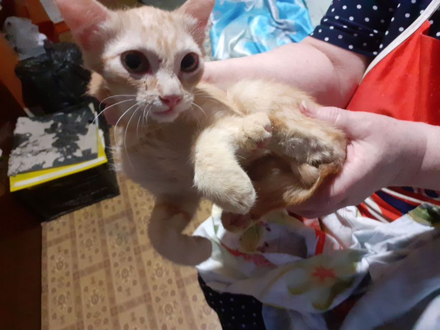 Мальчик рыжик 4 мес