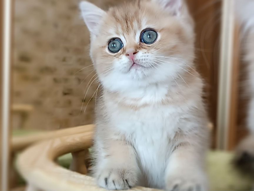 Котик золотой британский