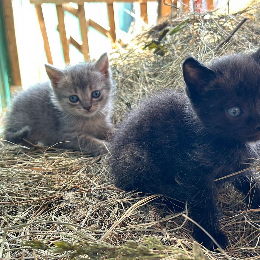 Котята от кошки мышеловки