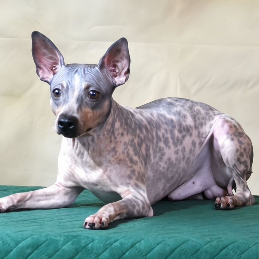 Американский голый терьер, щенок