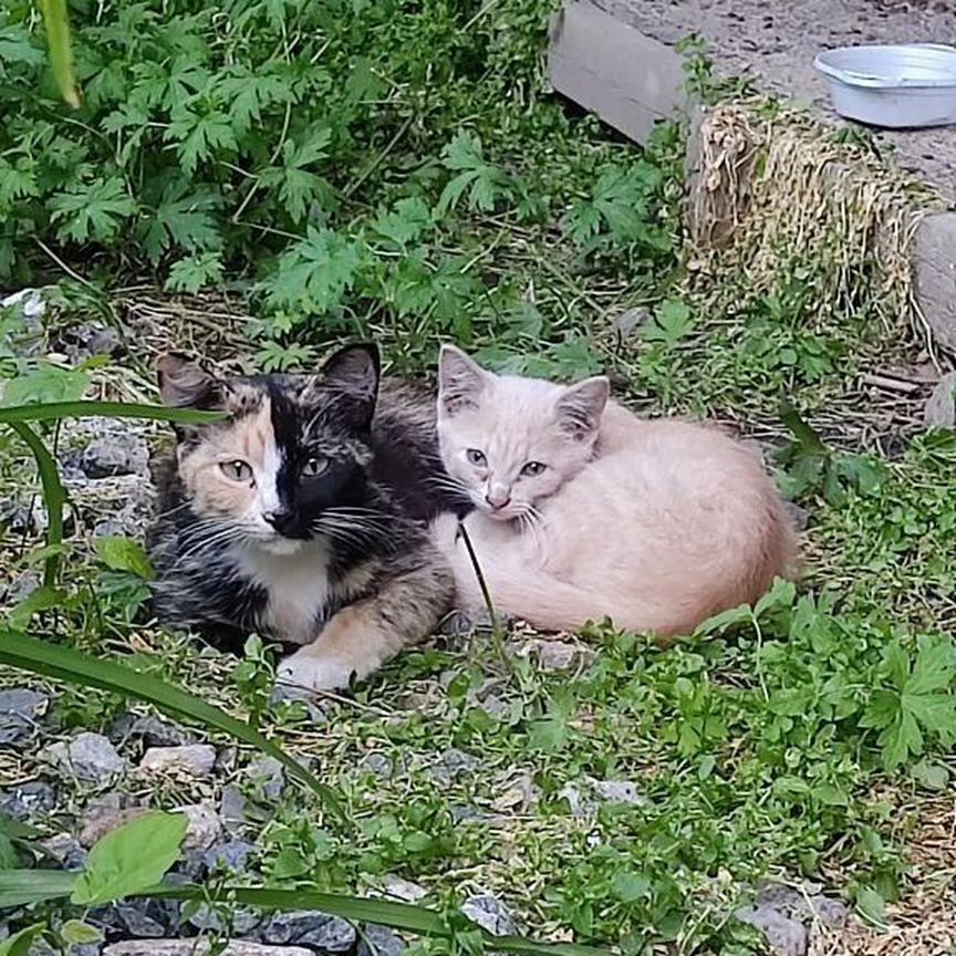 Мама кошка и котенок выживают на улице